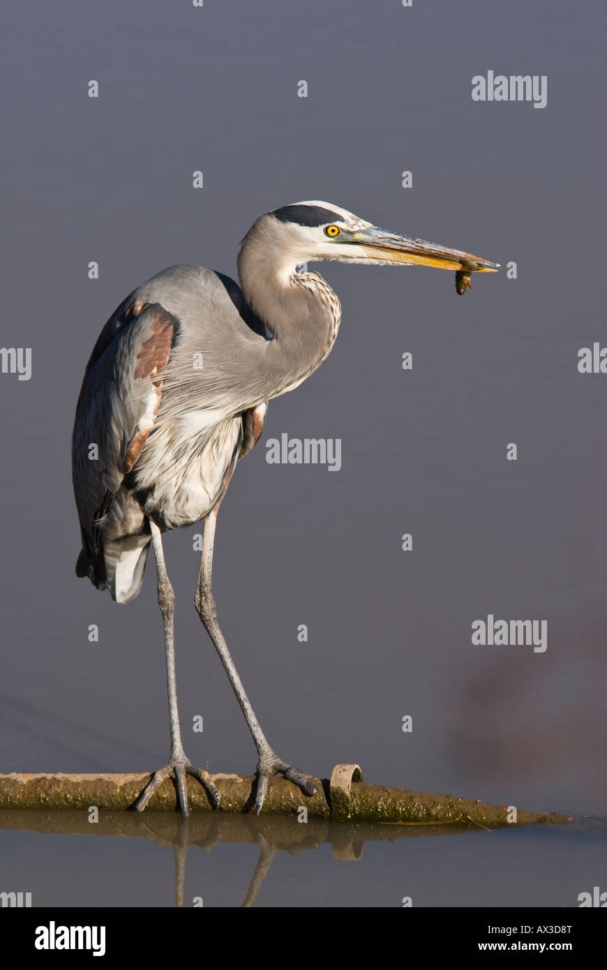 Blue heron with fish Stock Photo - Alamy