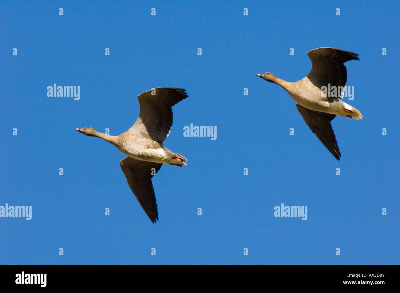 Pink footed geese, Anser brachyrhynchus, two flying Stock Photo - Alamy