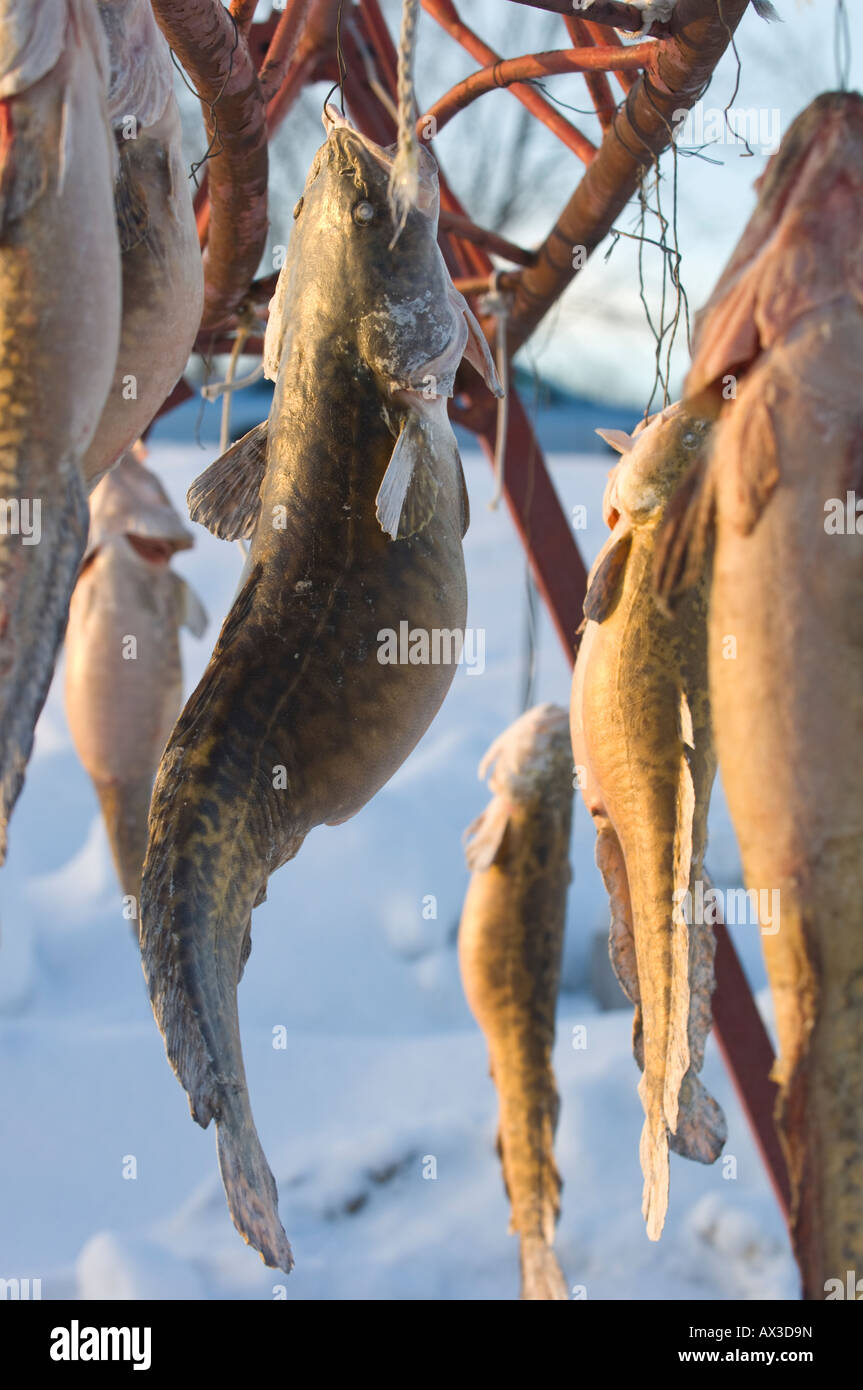 CAUGHT EELPOUT HANG FROM A RACK IN MORNING LIGHT LEECH LAKE MINNESOTA ...