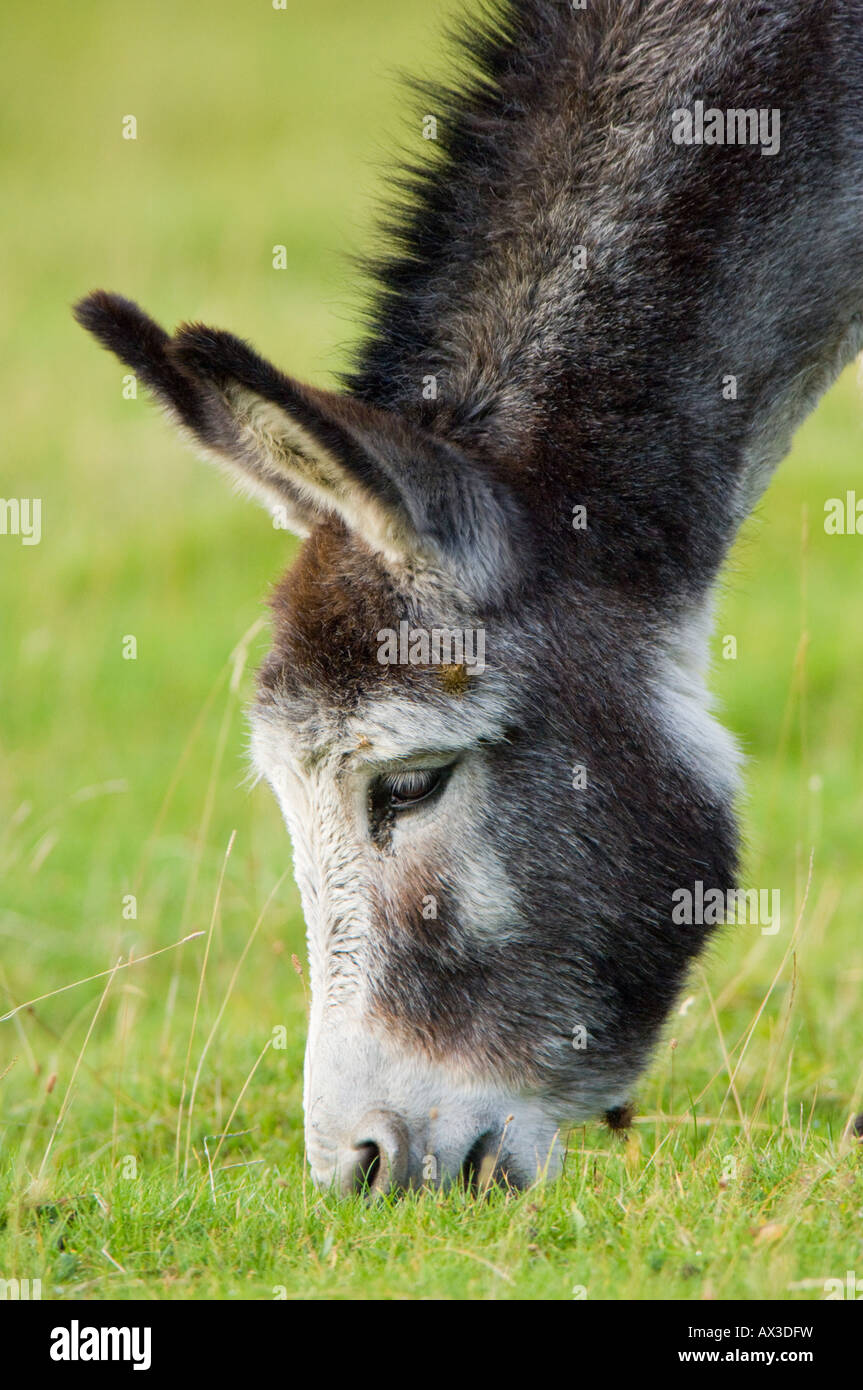 Profile of a donkey hi-res stock photography and images - Alamy