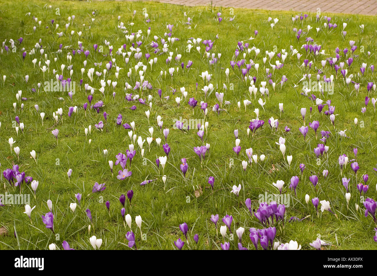 Crocus Field High Resolution Stock Photography and Images - Alamy