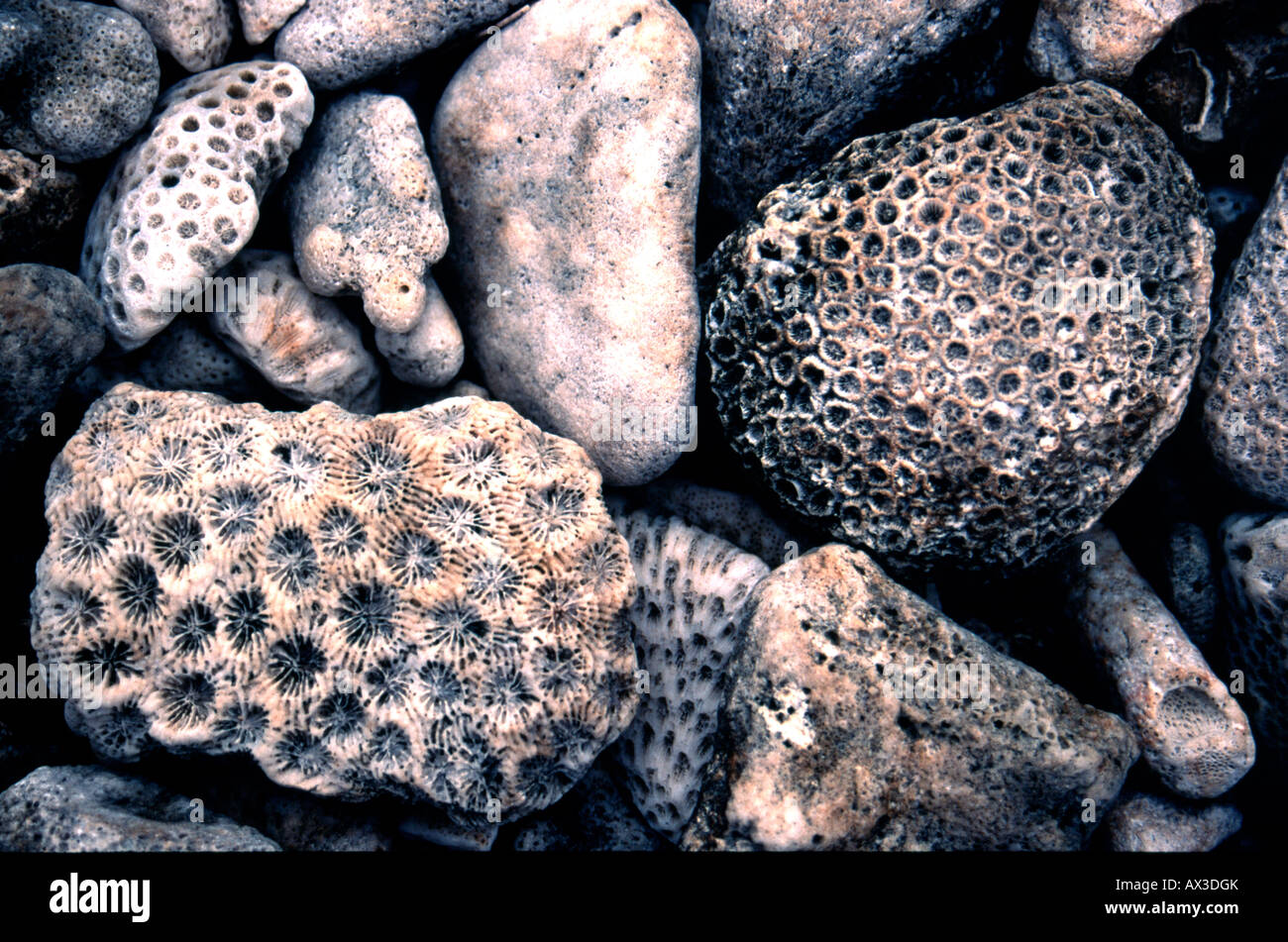 Fossilised stones on beach in Raratonga Cook Islands South Pacific ...
