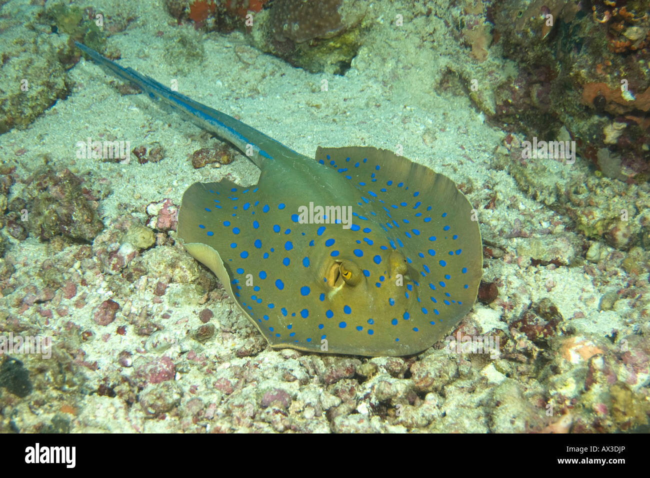 Blue spotted ray Stock Photo - Alamy