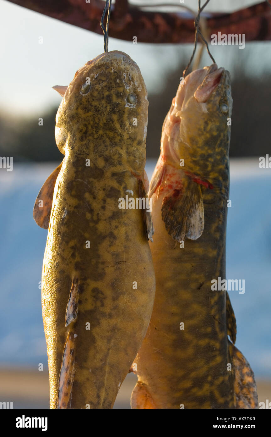 CAUGHT EELPOUT HANG FROM A RACK IN MORNING LIGHT LEECH LAKE MINNESOTA ...
