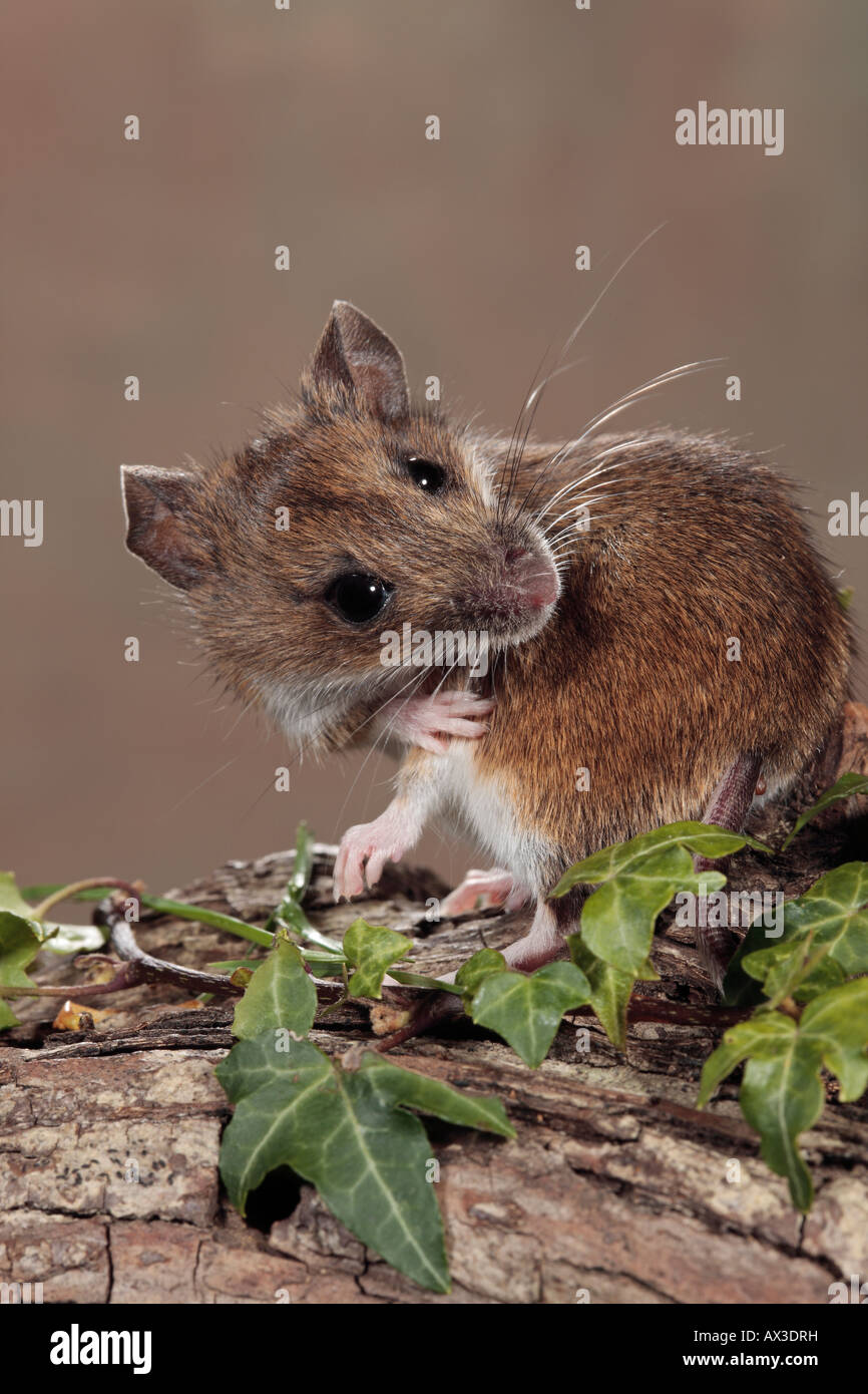 Mouse Washing Stock Photos & Mouse Washing Stock Images - Alamy