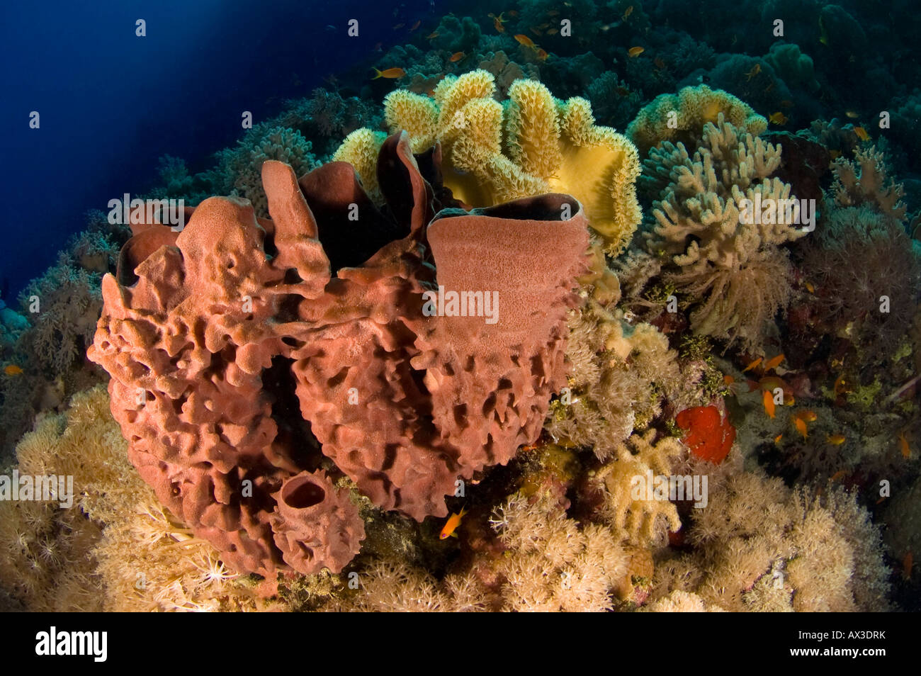 Tubecoral hi-res stock photography and images - Alamy