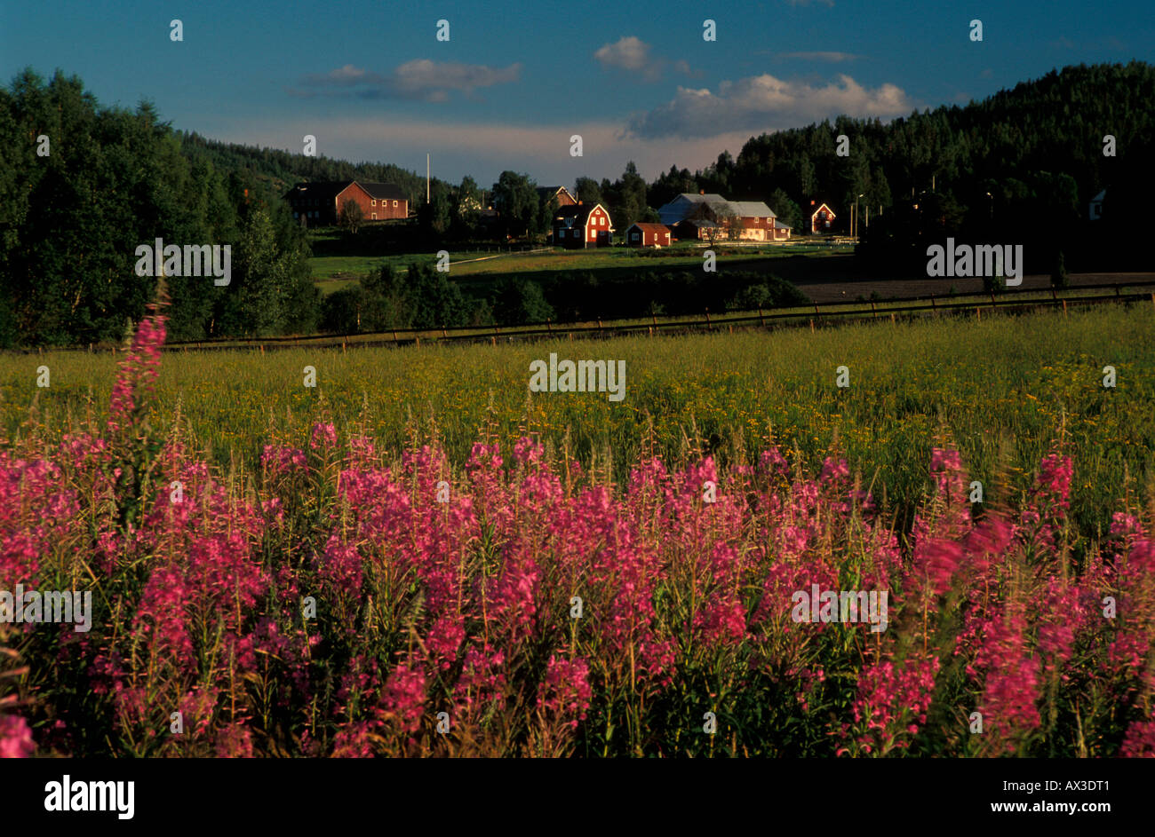 Countryside in summer Angermanland Sweden Europe Stock Photo - Alamy