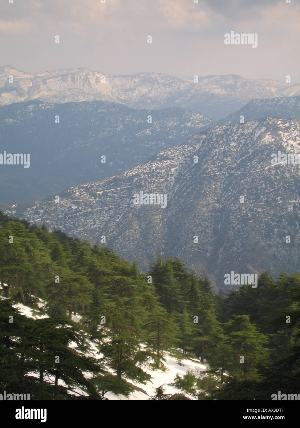 Chrea forest hi-res stock photography and images - Alamy