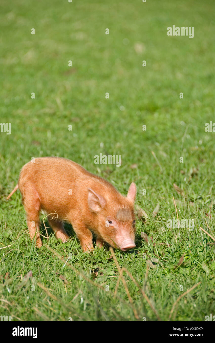 Tamworth pig hi-res stock photography and images - Alamy