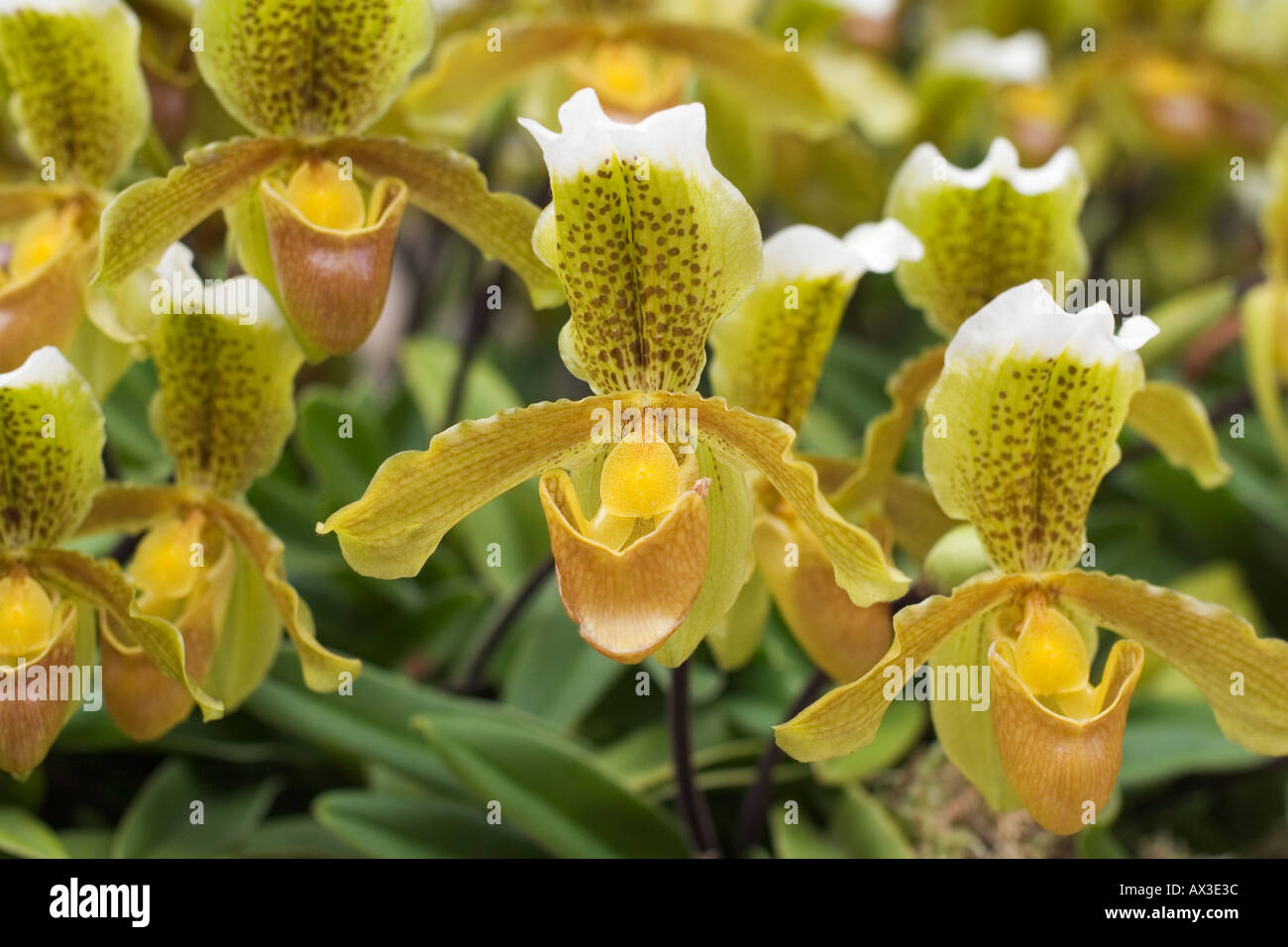 Madeira orchids hi-res stock photography and images - Alamy