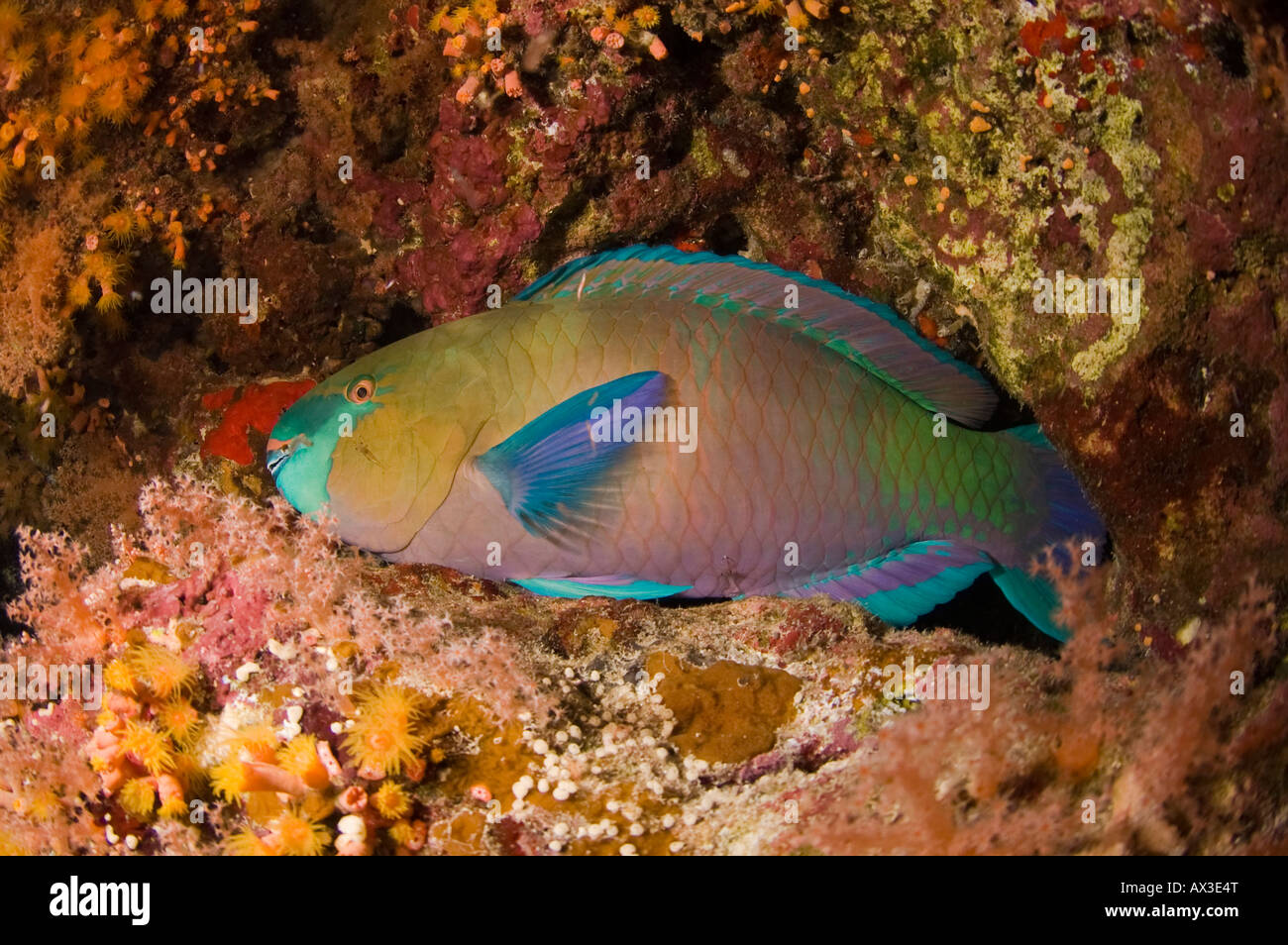 Bicolour parrotfishes hi-res stock photography and images - Alamy