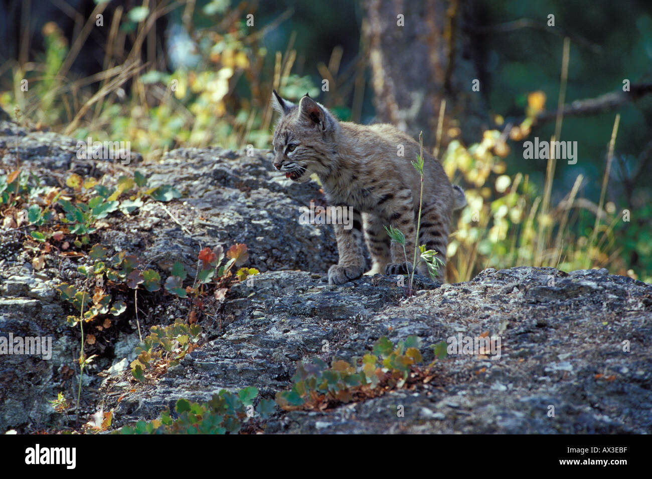 Bobcat kitten Lynx rufus Stock Photo - Alamy