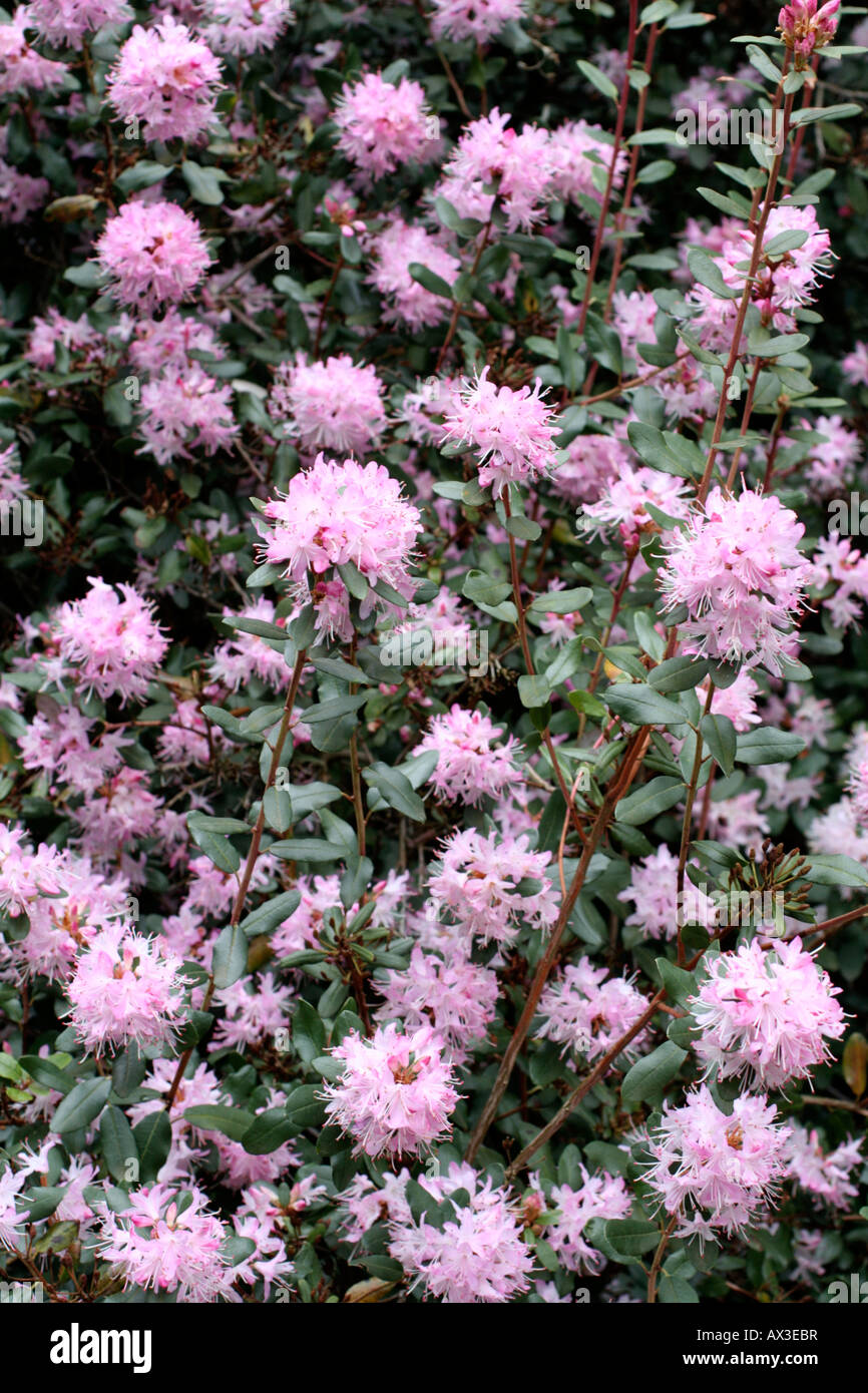 Rhodo rhododendron hi-res stock photography and images - Alamy