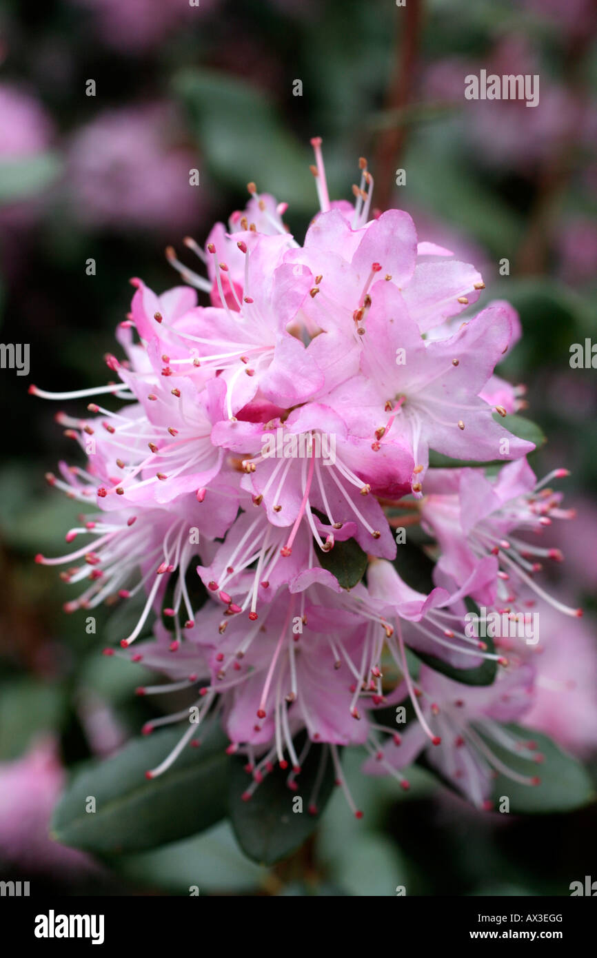 Woodland pink rhododendron hi-res stock photography and images - Alamy