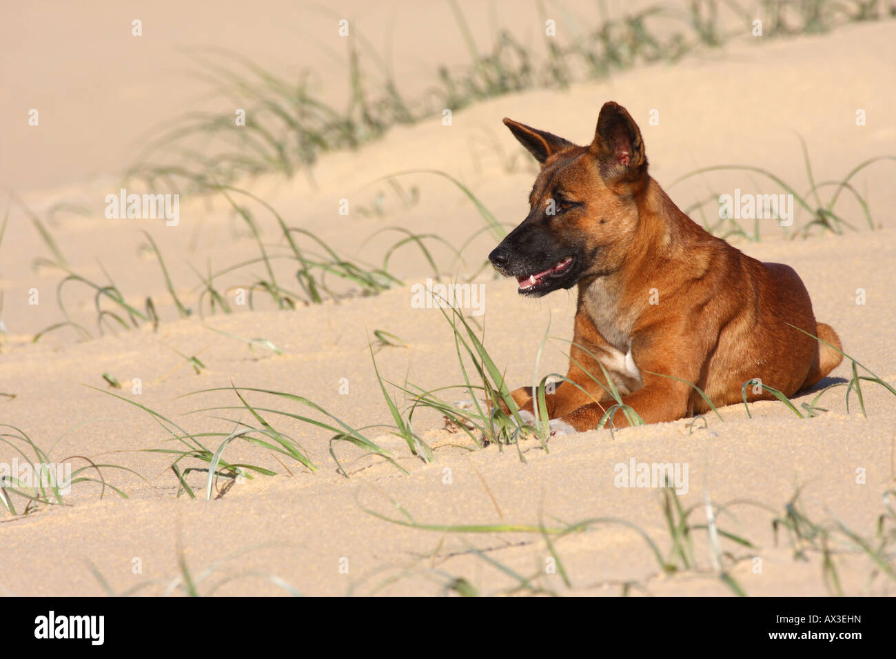 Dingo, canis lupus dingo, single pure-bred adult lying on a beach Stock ...