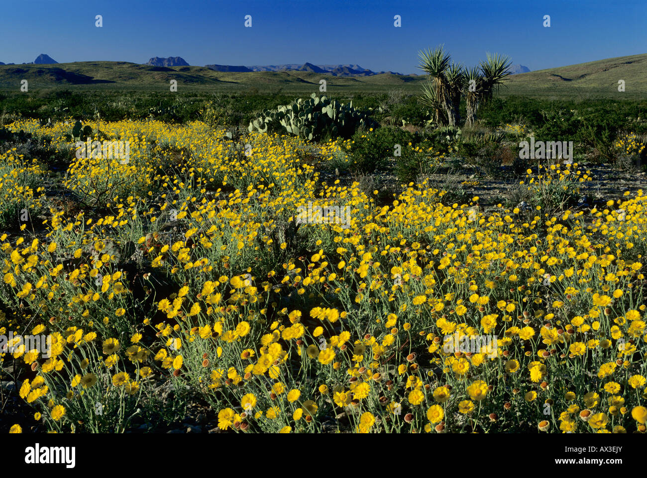 Desert Marigold Baileya multiradiata blooming Big Bend National Park ...