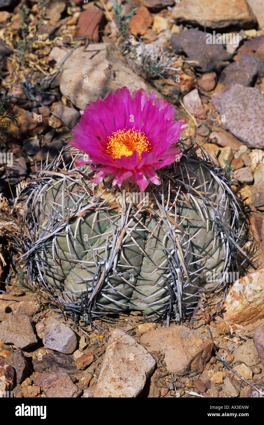 Turks head cactus hi-res stock photography and images - Alamy