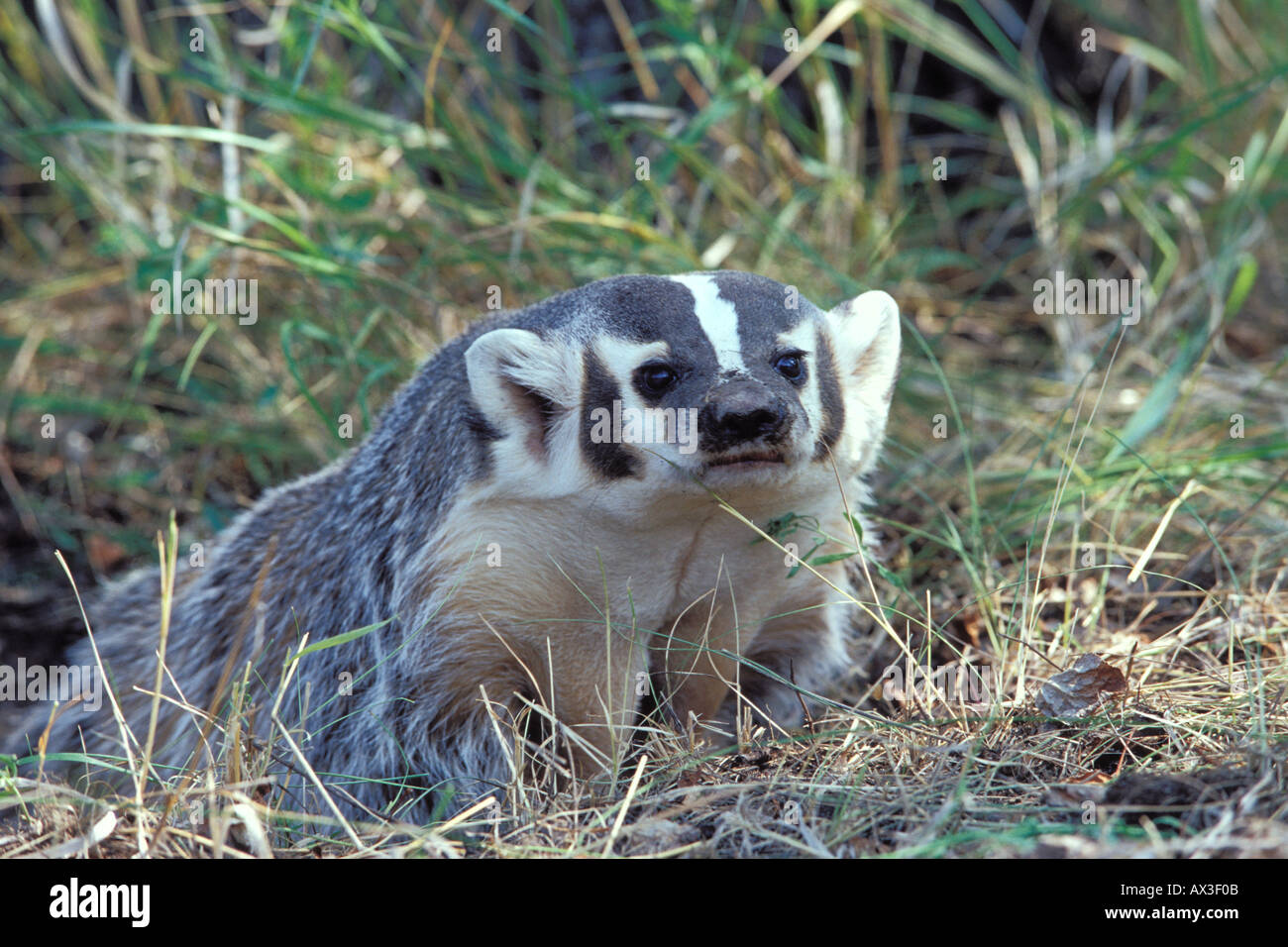 American Badger Taxidea taxus Stock Photo - Alamy