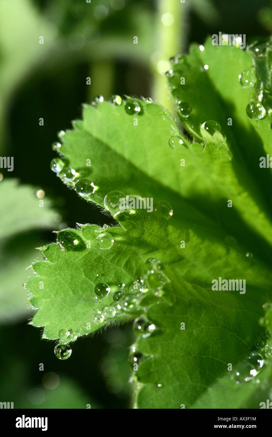 Waterdrops on green leaf Stock Photo - Alamy