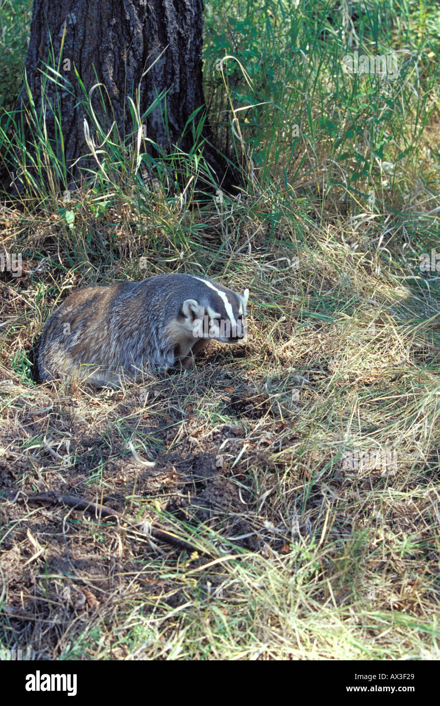 American Badger Taxidea taxus Stock Photo - Alamy