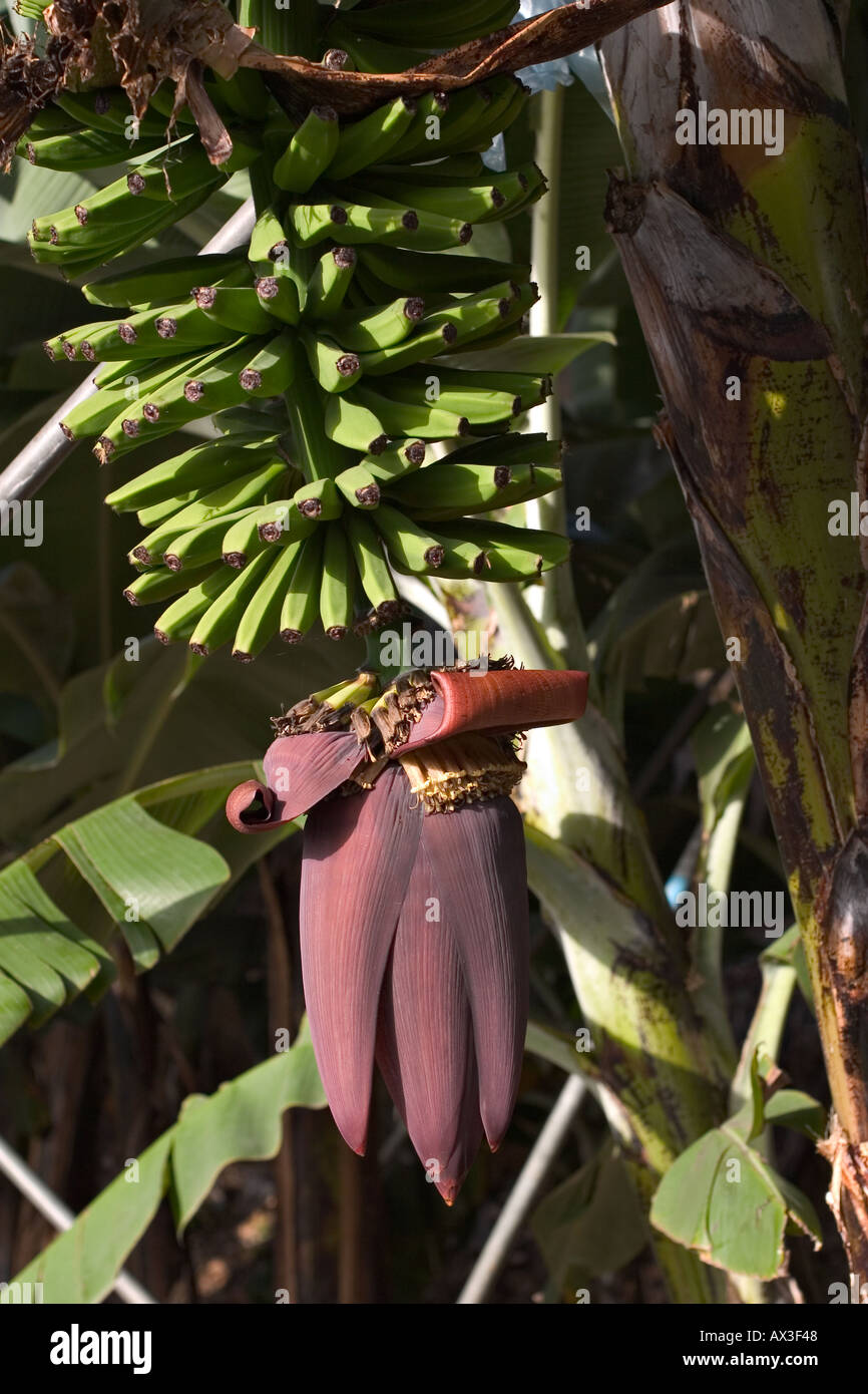 banana plant with young fruits Madeira Stock Photo - Alamy