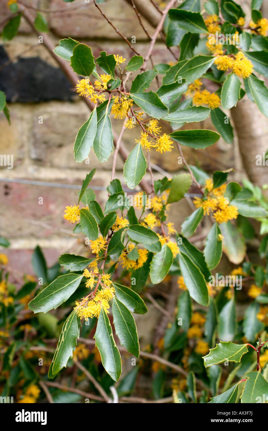 Golden yellow evergreen shrub hardy wall spring march hi-res stock ...