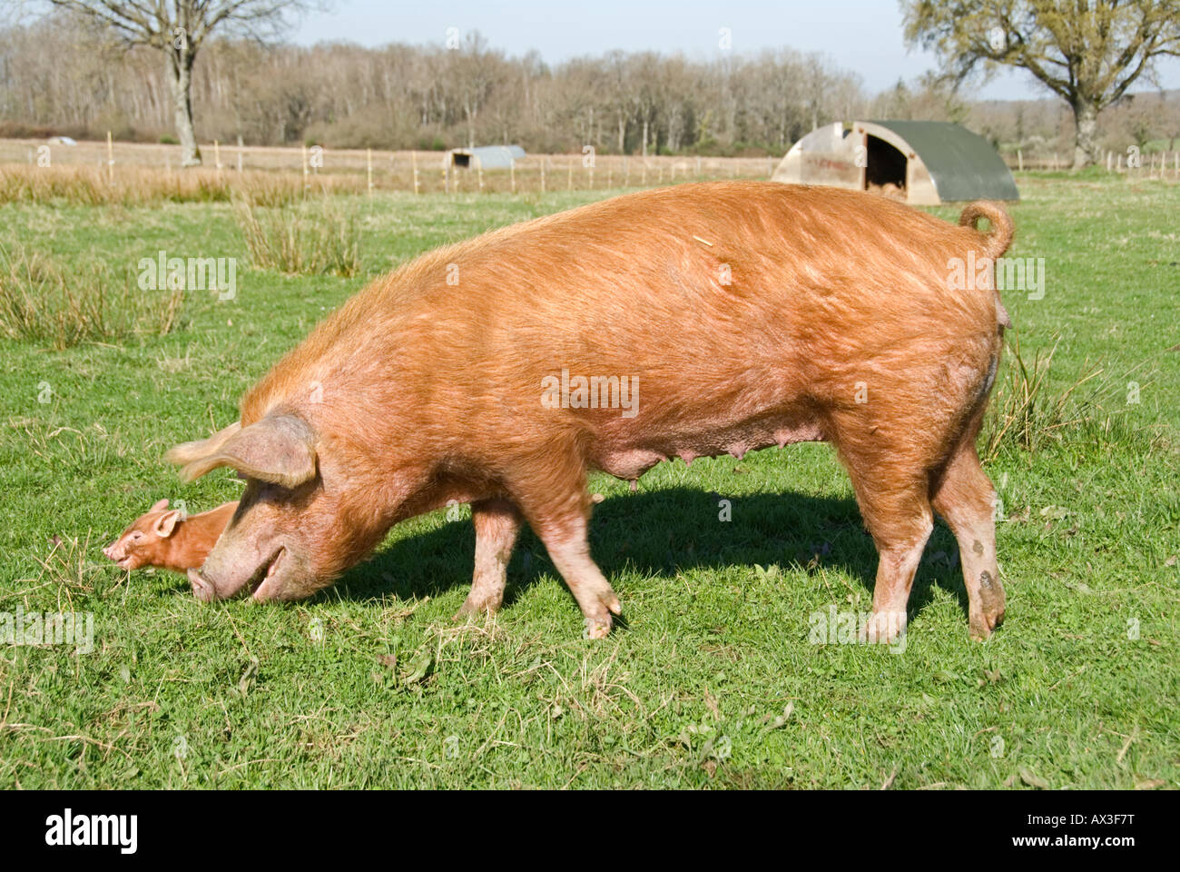 Tam pig hi-res stock photography and images - Alamy