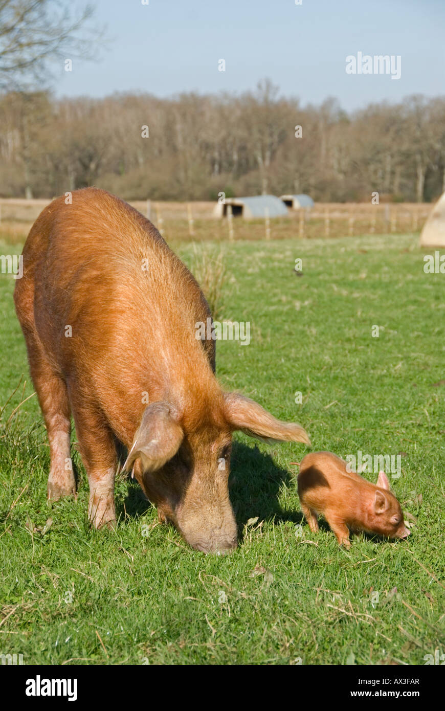 Tamworth rare breed sow pig hi-res stock photography and images - Alamy
