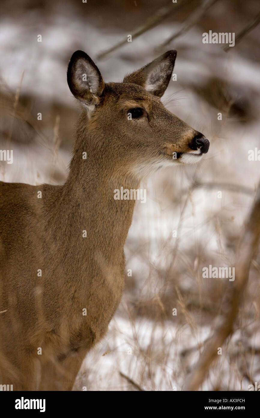 White tailed Deer (Odocoileus virginianus) New York - Doe - In snow ...