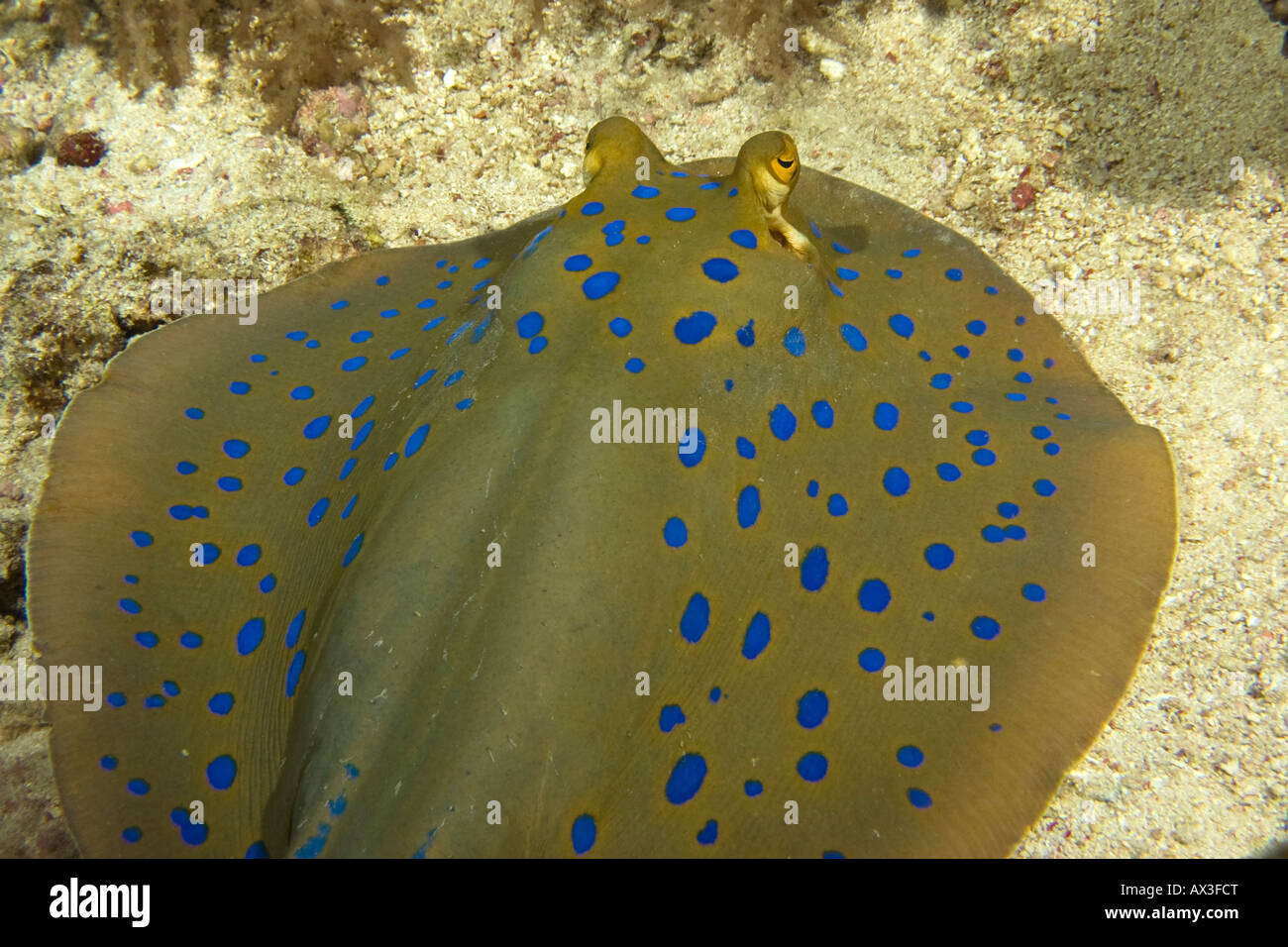 Blue spotted ray Stock Photo - Alamy