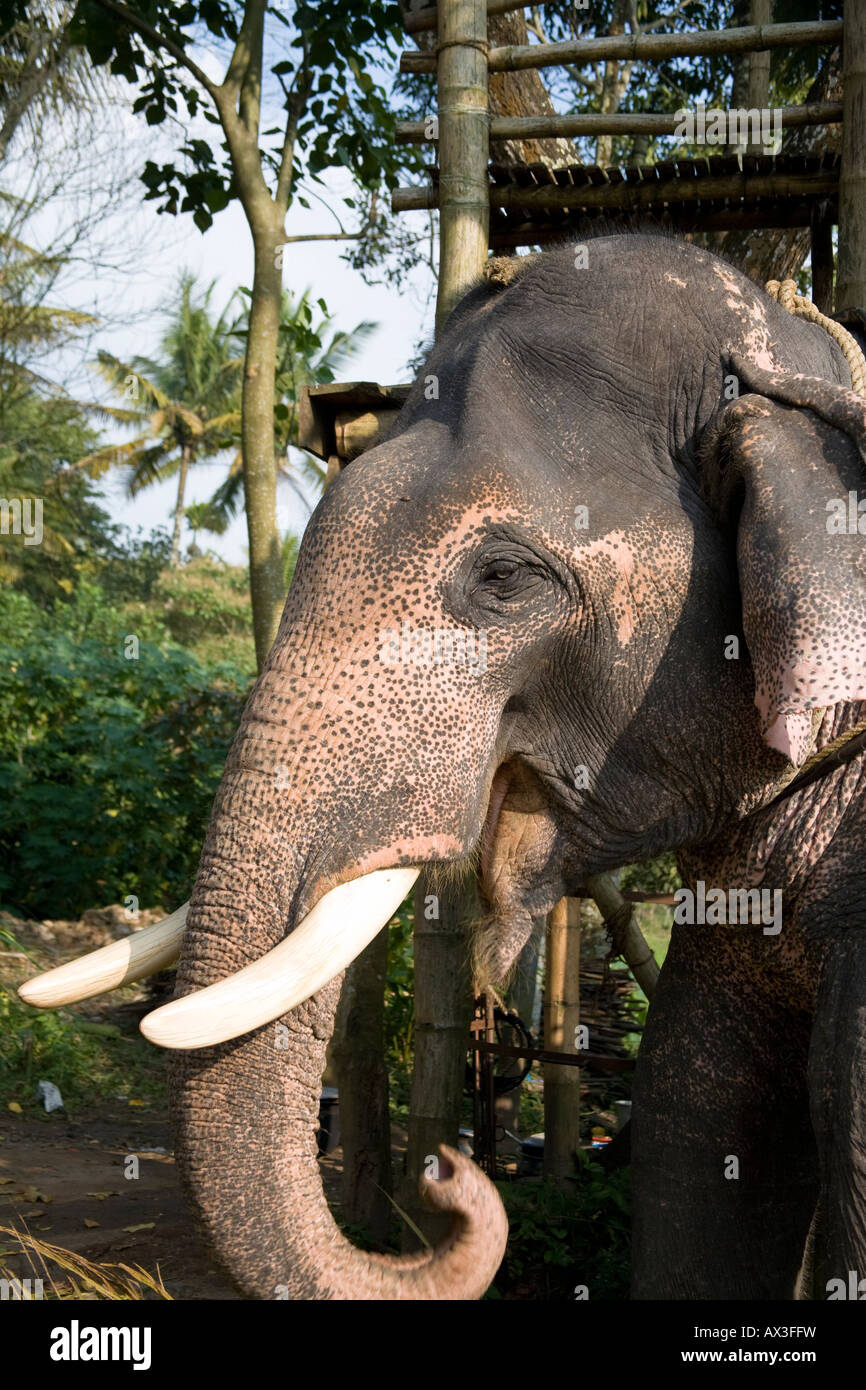 Asian elephant, Kerala, India Stock Photo - Alamy