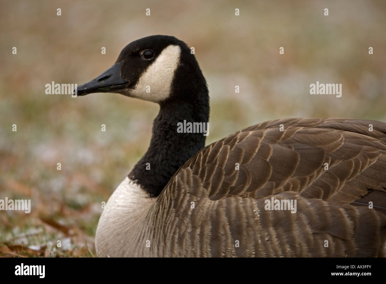 Portrait of canada goose hi-res stock photography and images - Alamy
