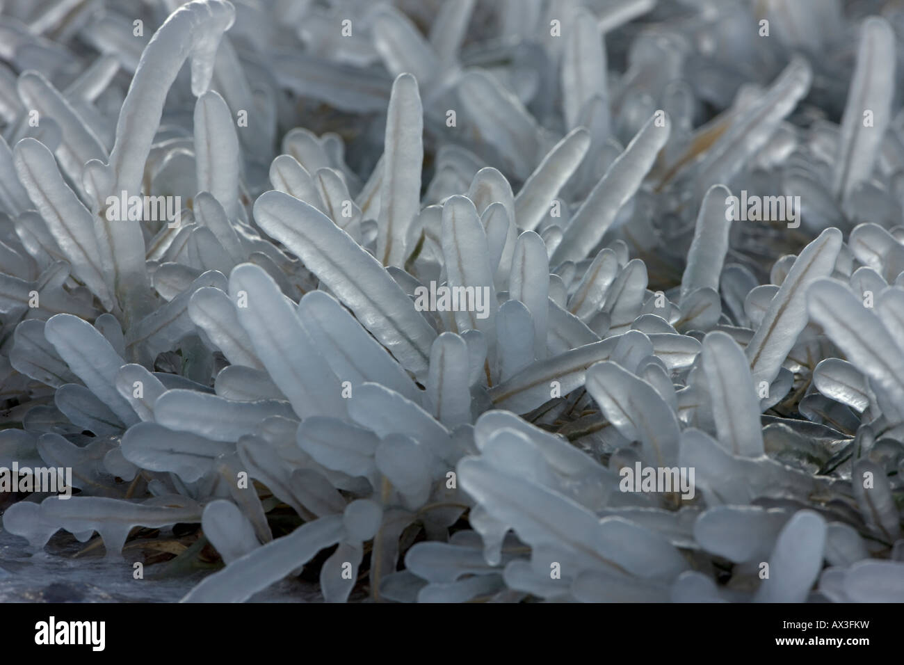 Ice Covered Grass - Near Seneca Lake in Upstate -New York - USA Stock ...