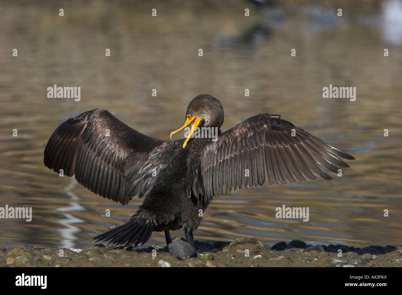Double-crested Cormorant Phalacrocorax auritus standing by seashore ...