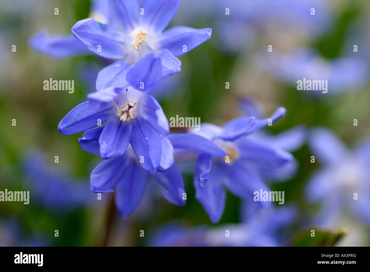 Chionodoxa bulb hi-res stock photography and images - Alamy