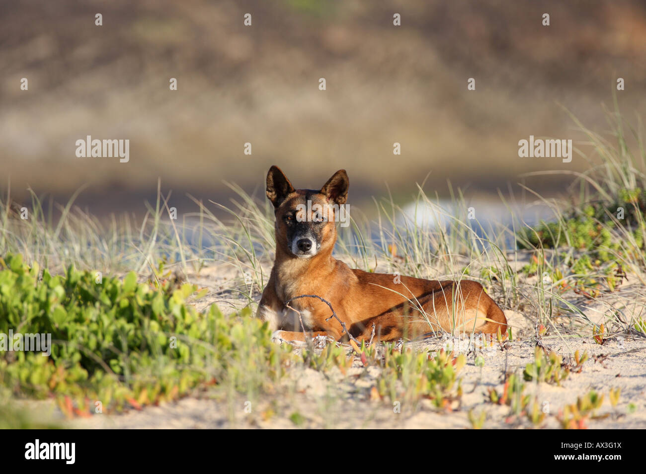 Dingo, canis lupus dingo, single pure-bred adult lying on a sand dune ...