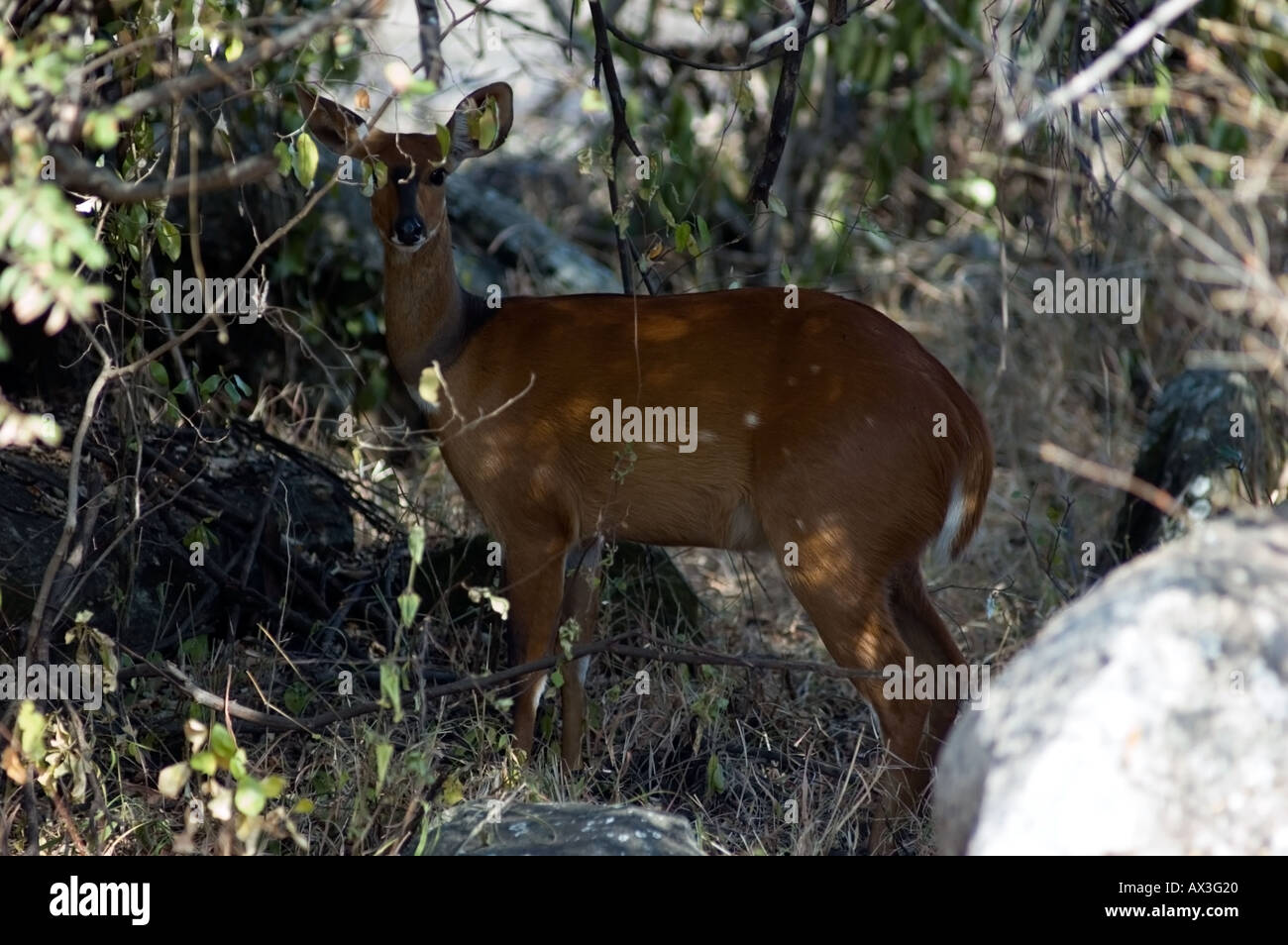 Suni antelope hi-res stock photography and images - Alamy