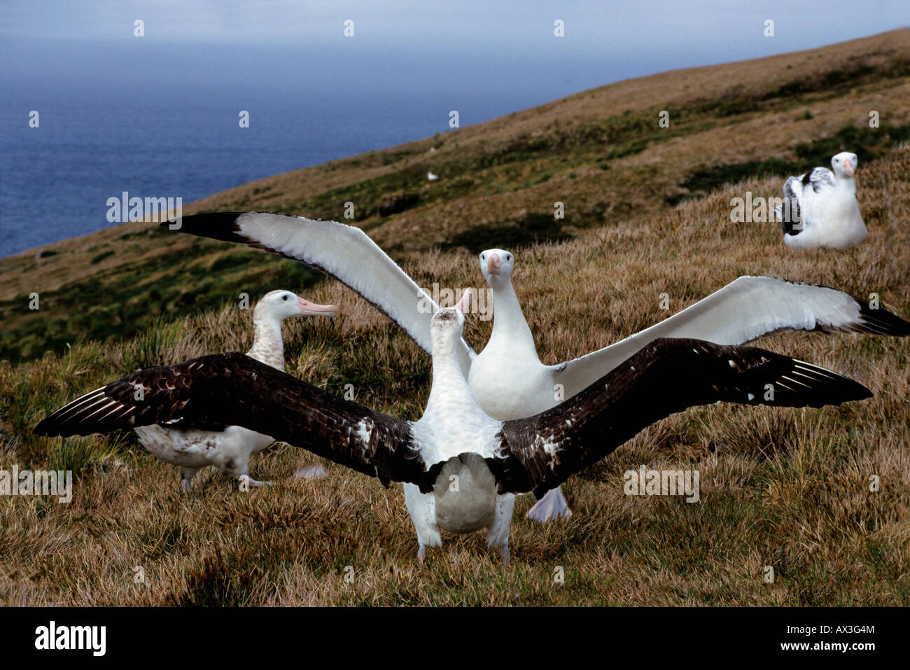 Diomedea Exulans Chick High Resolution Stock Photography and Images - Alamy