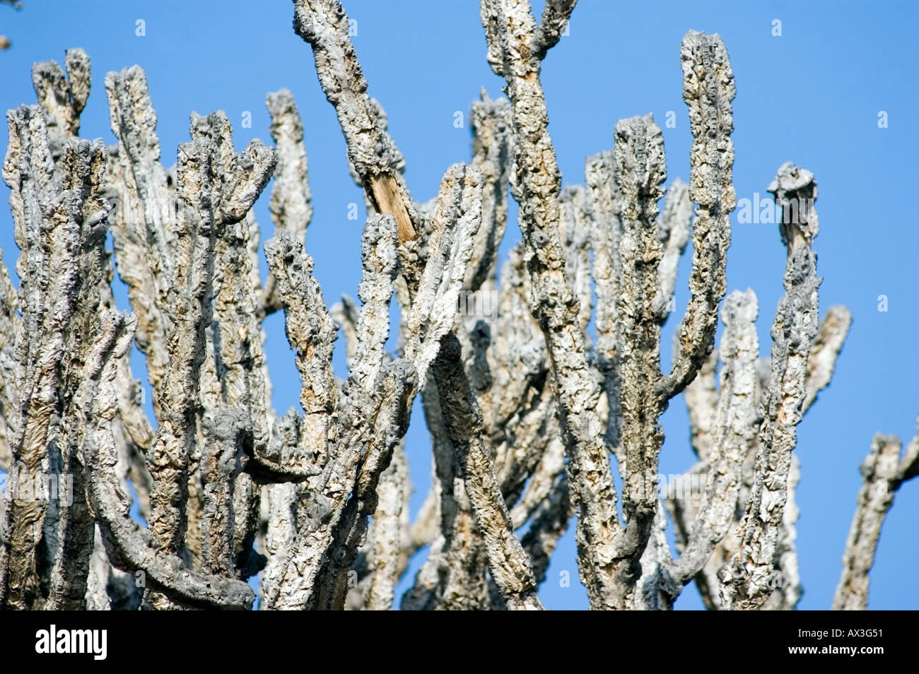 Candelabra tree euphorbia candelabrum burnt hi-res stock photography ...