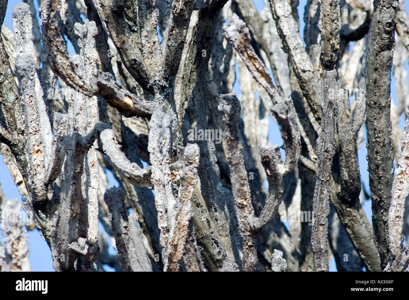 Candelabra tree euphorbia candelabrum burnt hi-res stock photography ...