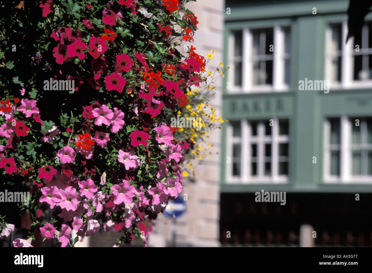 Bunch of window flowers and architecture of downtown London Stock Photo ...