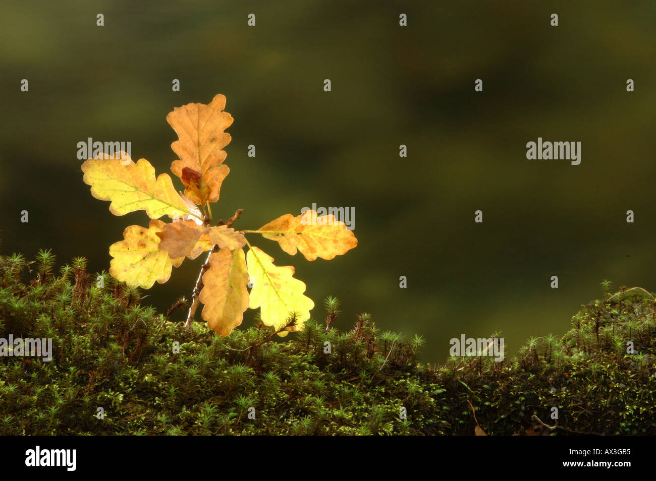 The aberglaslyn pass welsh hi-res stock photography and images - Alamy