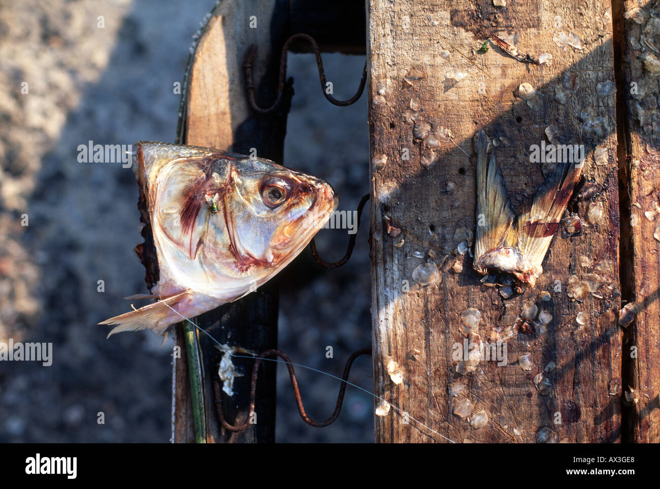 Fish remains on crude fillet board, Brooklyn, NY Stock Photo - Alamy