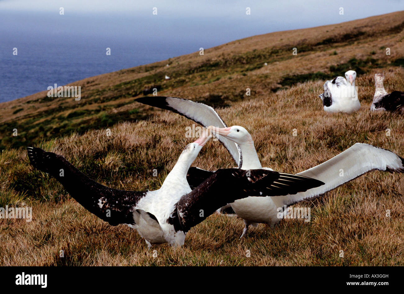 grand albatros Wandering Albatros Diomeda exulans pair courtship ...