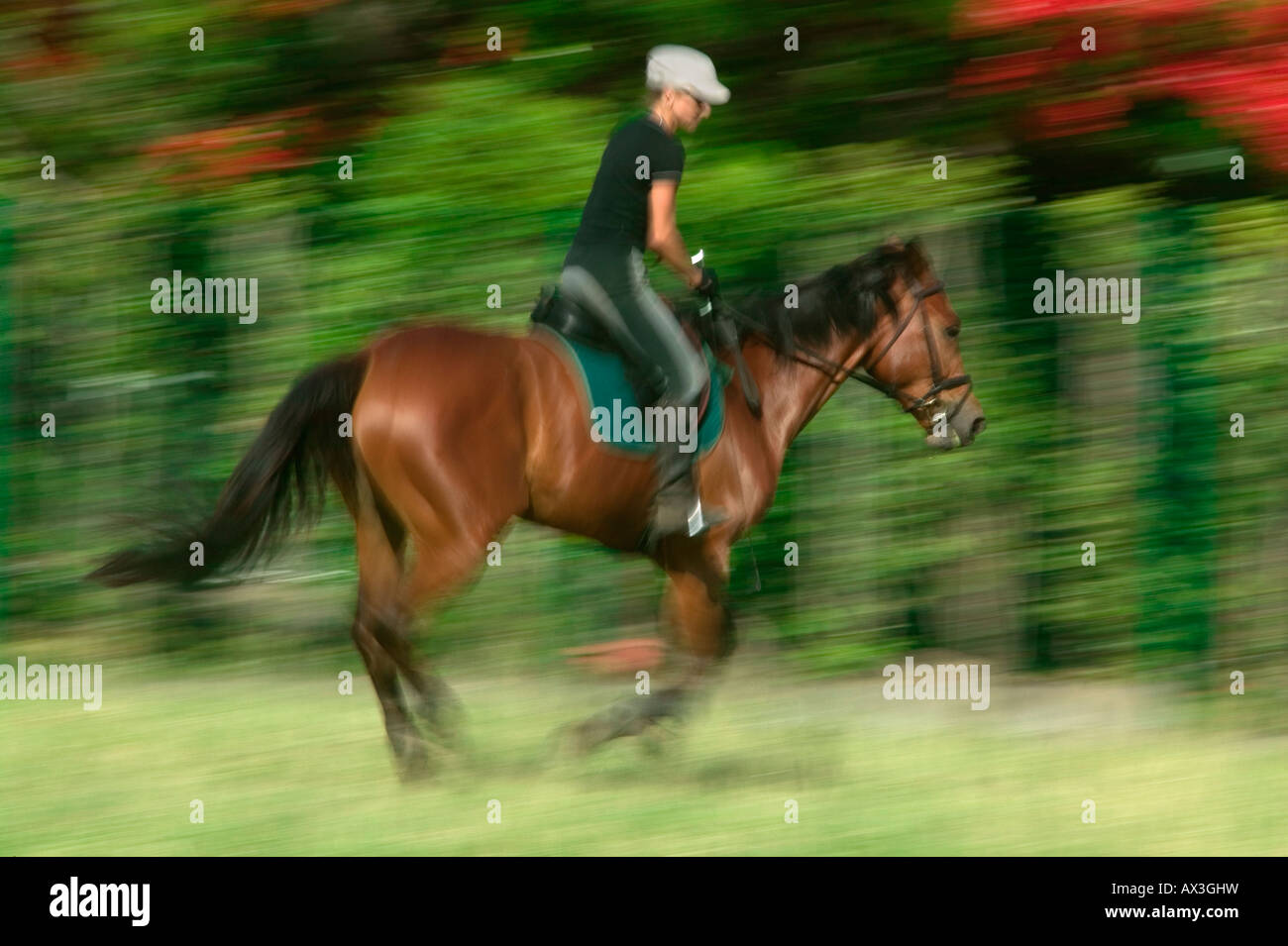 Equestrian her hi-res stock photography and images - Alamy