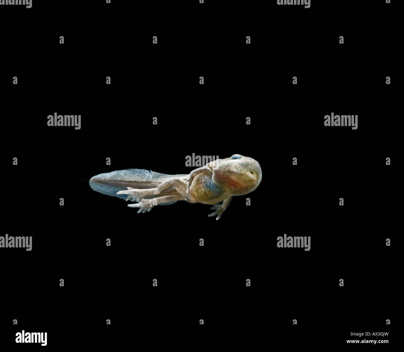 Common toad Bufo bufo tadpole with 4 legs Stock Photo - Alamy