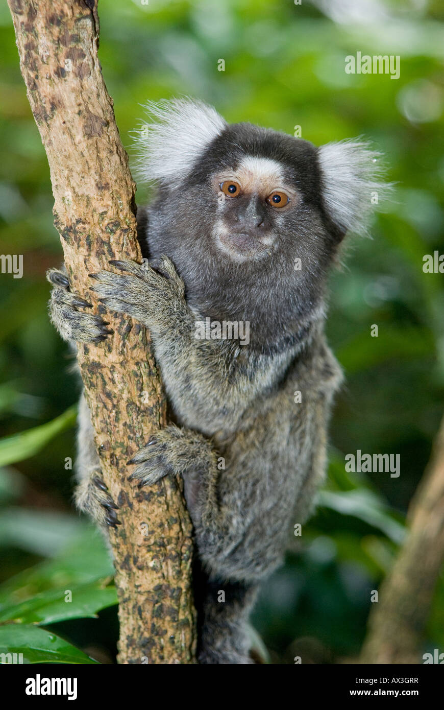 Marmoset Monkey