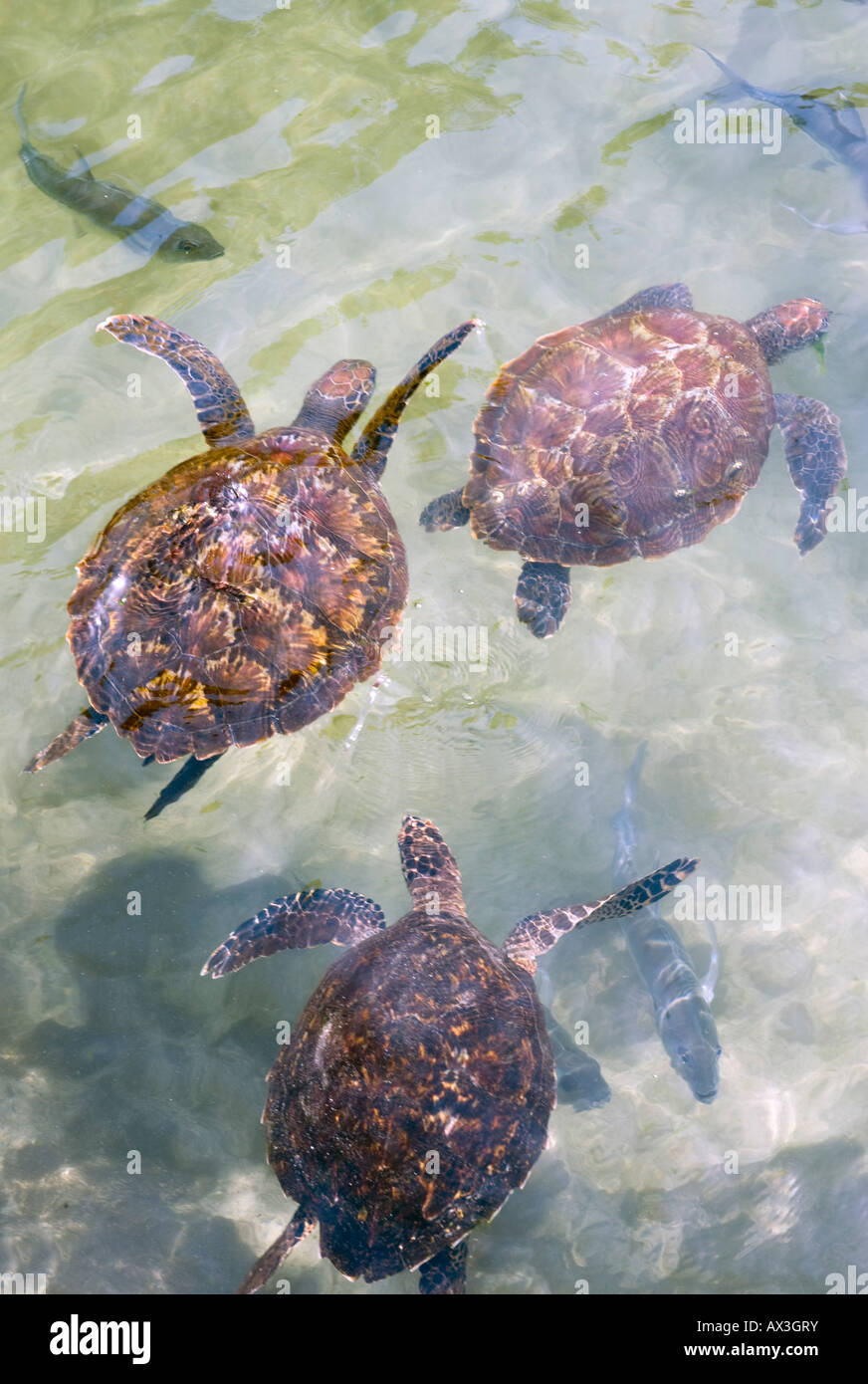 Zanzibar the turtle lagoon in the northern coast Stock Photo - Alamy