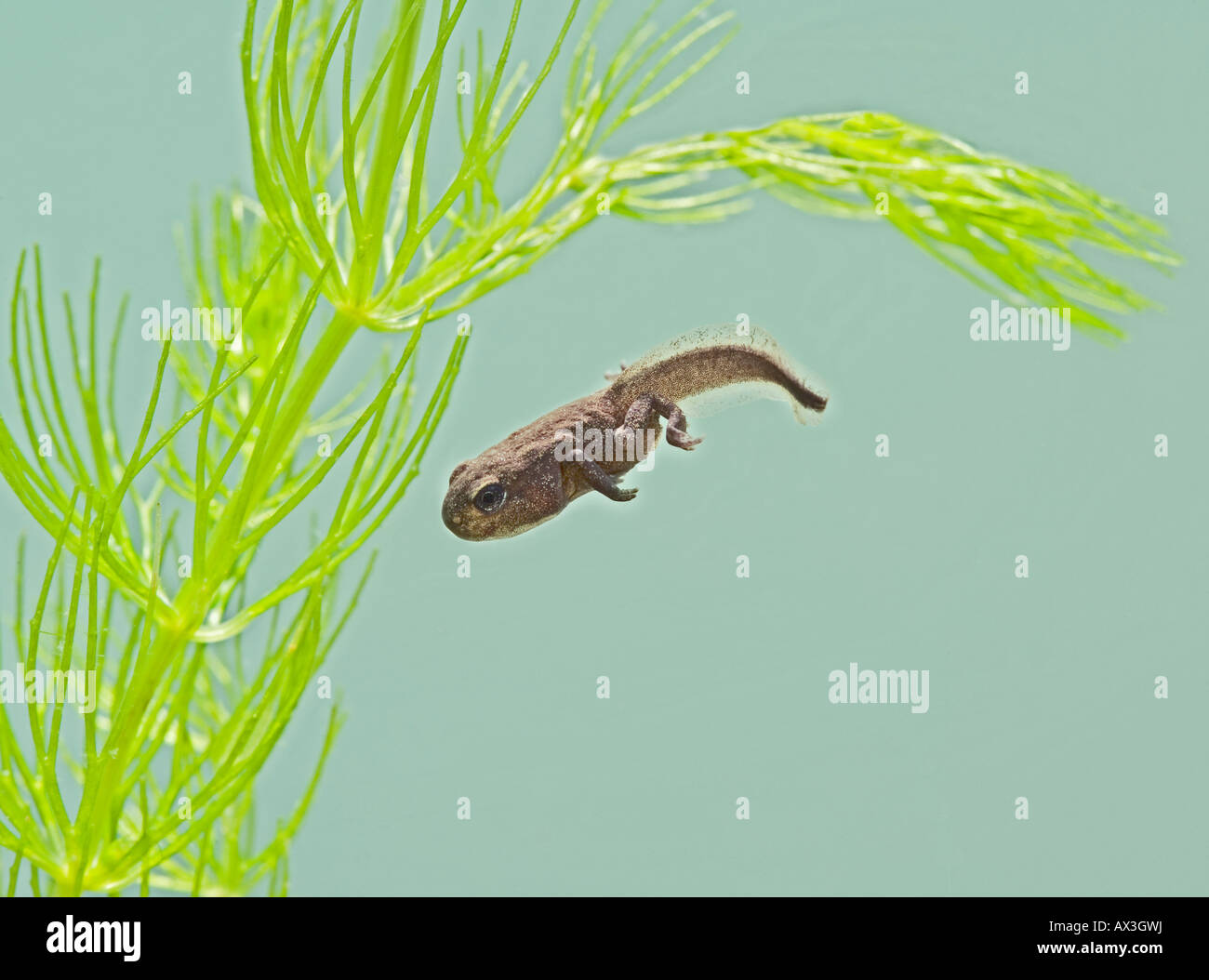 Common toad Bufo bufo tadpoles with 4 legs Stock Photo - Alamy