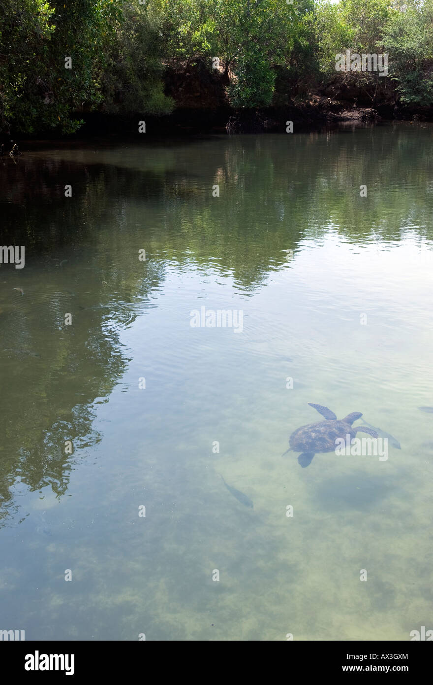 Zanzibar the turtle lagoon in the northern coast Stock Photo - Alamy